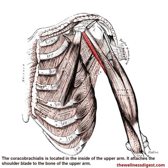 Coracobrachialis Muscle Pain – The Wellness Digest