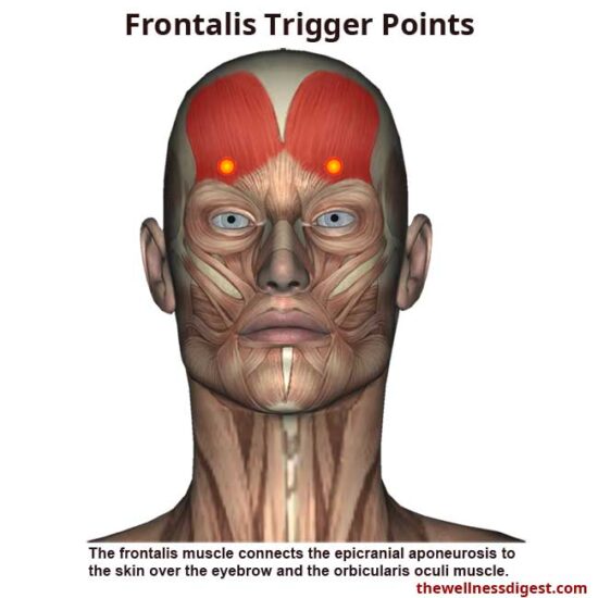 Frontalis Muscle: Forehead, Sinus Pain, Headaches - The Wellness Digest