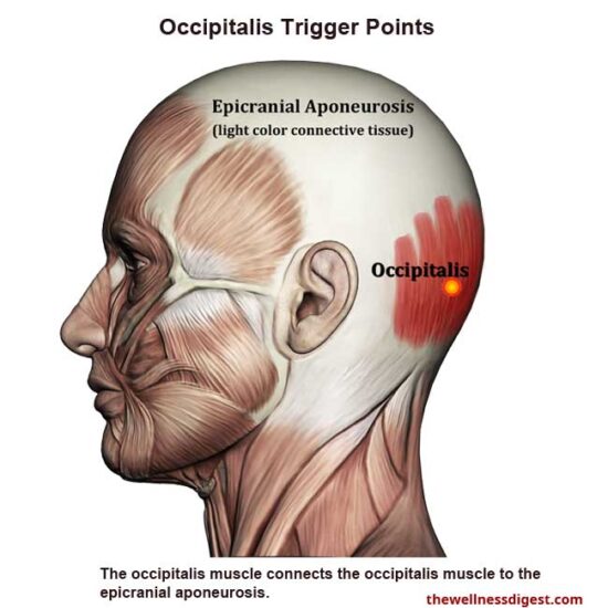 Occipitalis Muscle: Headaches, Head, Eye, Teeth Pain - The Wellness Digest