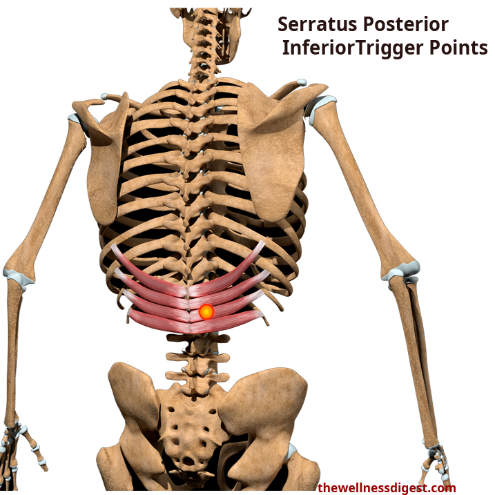 Serratus Posterior Inferior Muscle: Mid to Low Back Pain - The Wellness ...
