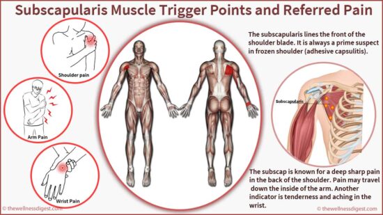 Subscapularis Muscle: Frozen Shoulder Pain, Rotator Cuff - The Wellness ...