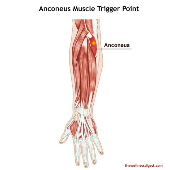 Anconeus Muscle: Elbow Pain - The Wellness Digest