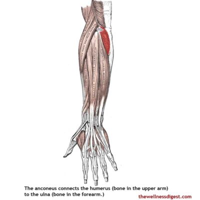 Anconeus Muscle: Elbow Pain - The Wellness Digest