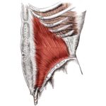 Internal and External Obliques Anatomy: Origin, Insertion, Actions ...