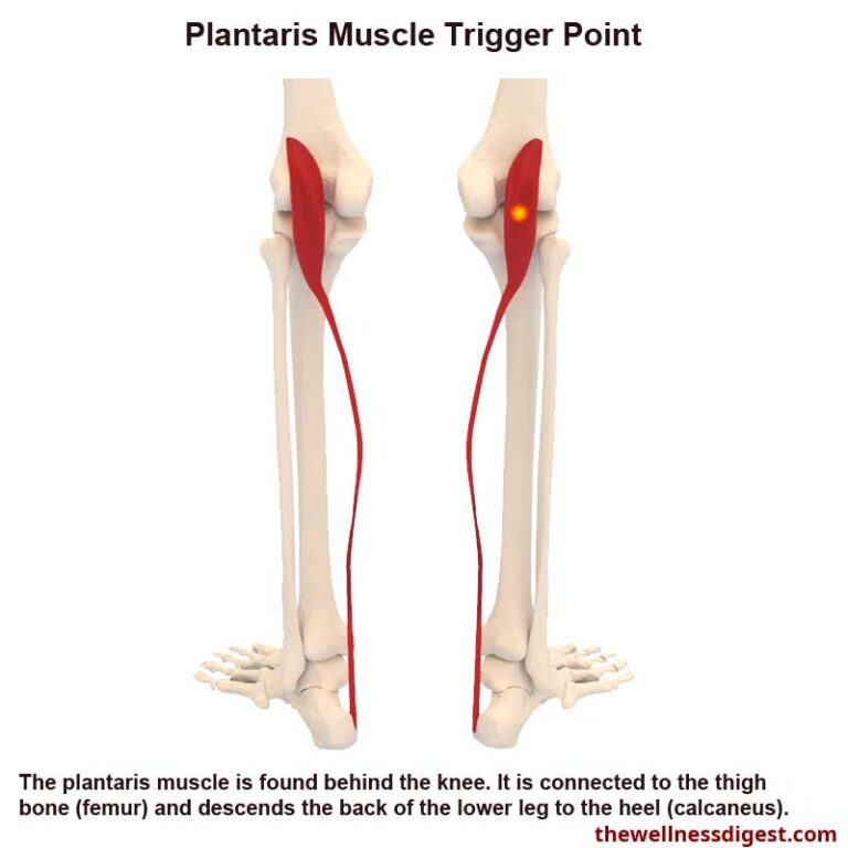 Plantaris Muscle: Pain Behind The Knee - The Wellness Digest