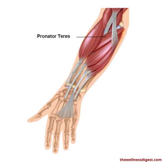 Pronator Teres Muscle Pain - The Wellness Digest