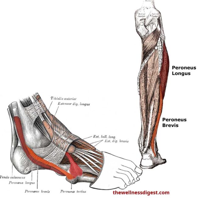 Peroneus Longus Muscle Anatomy: Origin, Insertion, Action - The ...