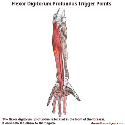 Flexor Digitorum Profundus Muscle Pain - The Wellness Digest