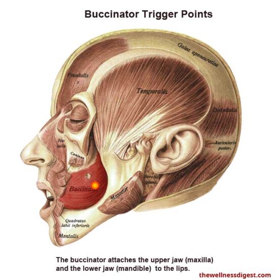 Buccinator Muscle: Cheek, Mouth Teeth Pain - The Wellness Digest