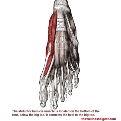 Abductor Hallucis Muscle: Foot and Ankle Pain - The Wellness Digest