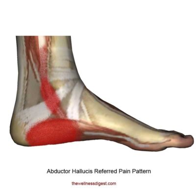 Abductor Hallucis Muscle: Foot and Ankle Pain - The Wellness Digest