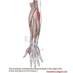 Anconeus Muscle: Elbow Pain - The Wellness Digest