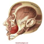 Buccinator Anatomy: Origin, Insertion, Action, Innervation - The ...