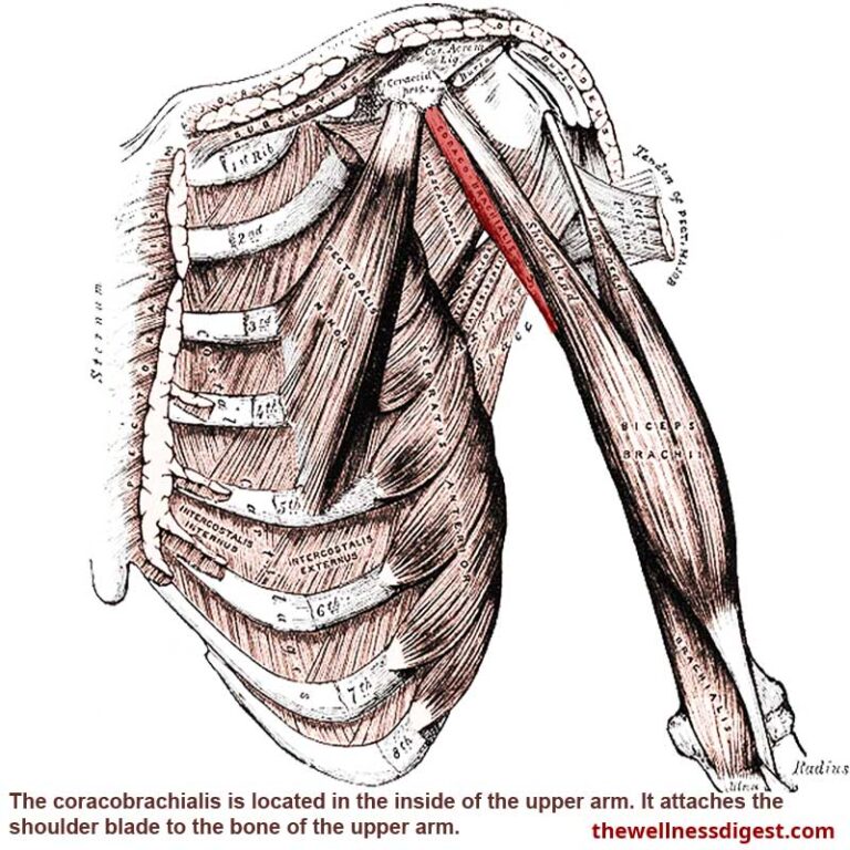 Coracobrachialis Muscle: Arm, Shoulder and Hand Pain - The Wellness Digest