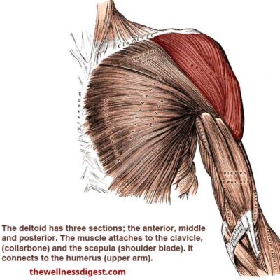 Deltoid Muscle: Shoulder Pain and Weakness - The Wellness Digest