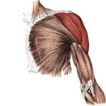 Deltoid Origin, Insertion, Action, Innervation - The Wellness Digest