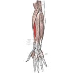 Extensor Carpi Radialis Brevis Origin, Insertion, Action - The Wellness ...