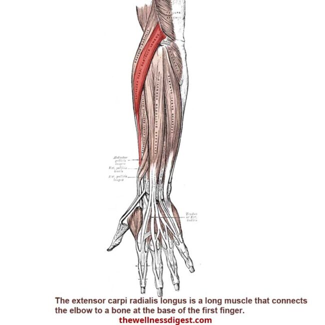 Extensor Carpi Radialis Longus Muscle: Elbow, Arm, Wrist, Pain - The ...