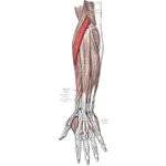 Extensor Carpi Radialis Longus Anatomy: Origin, Insertion, Action - The ...