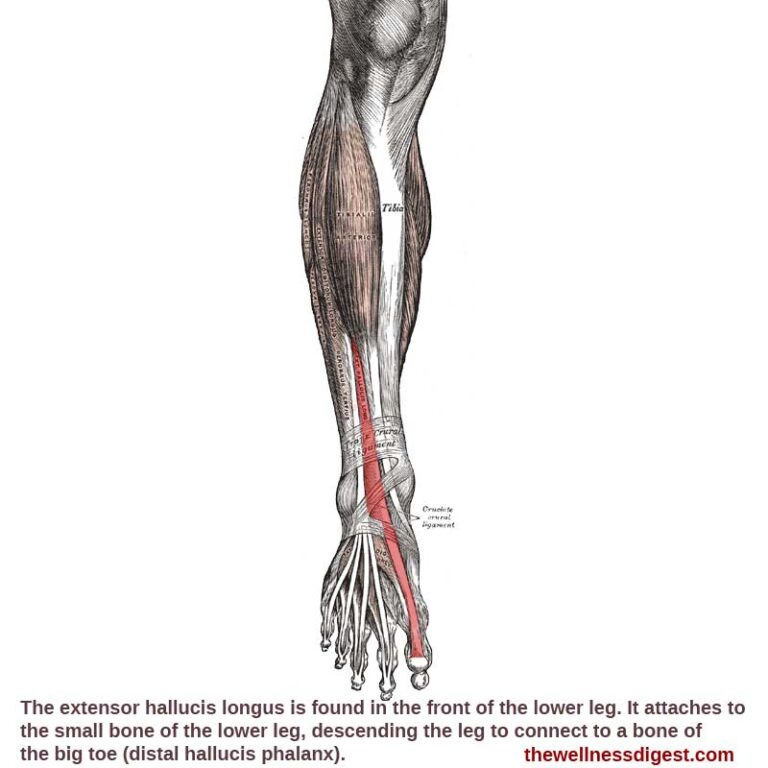 Extensor Hallucis Longus Muscle: Big Toe Pain - The Wellness Digest