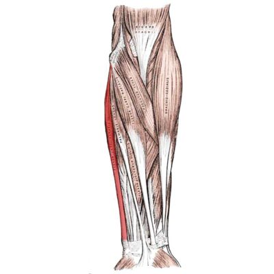Flexor Carpi Ulnaris Anatomy: Origin, Insertion, Action - The Wellness ...