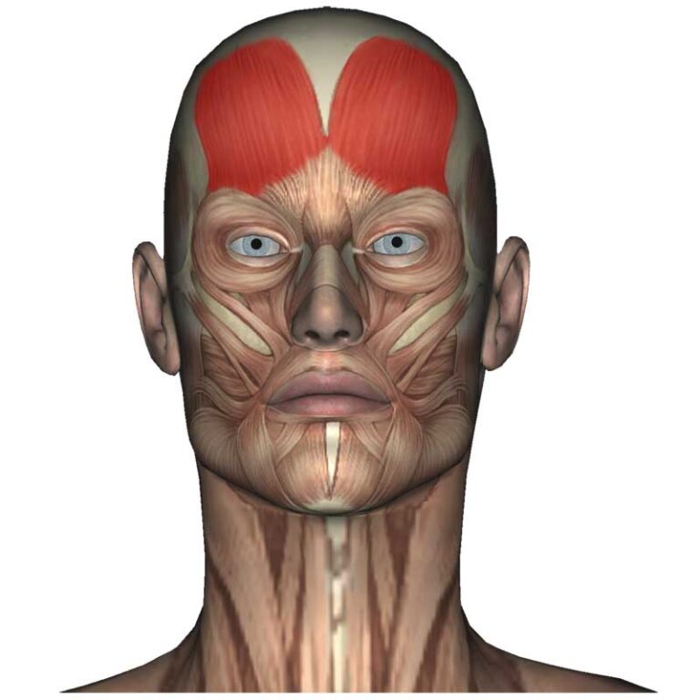 Frontalis Muscle: Forehead, Sinus Pain, Headaches - The Wellness Digest