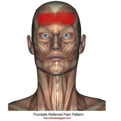 Frontalis Muscle: Forehead, Sinus Pain, Headaches – The Wellness Digest