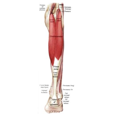 Gastrocnemius Muscle Origin, Insertion, Action and Innervation - The ...