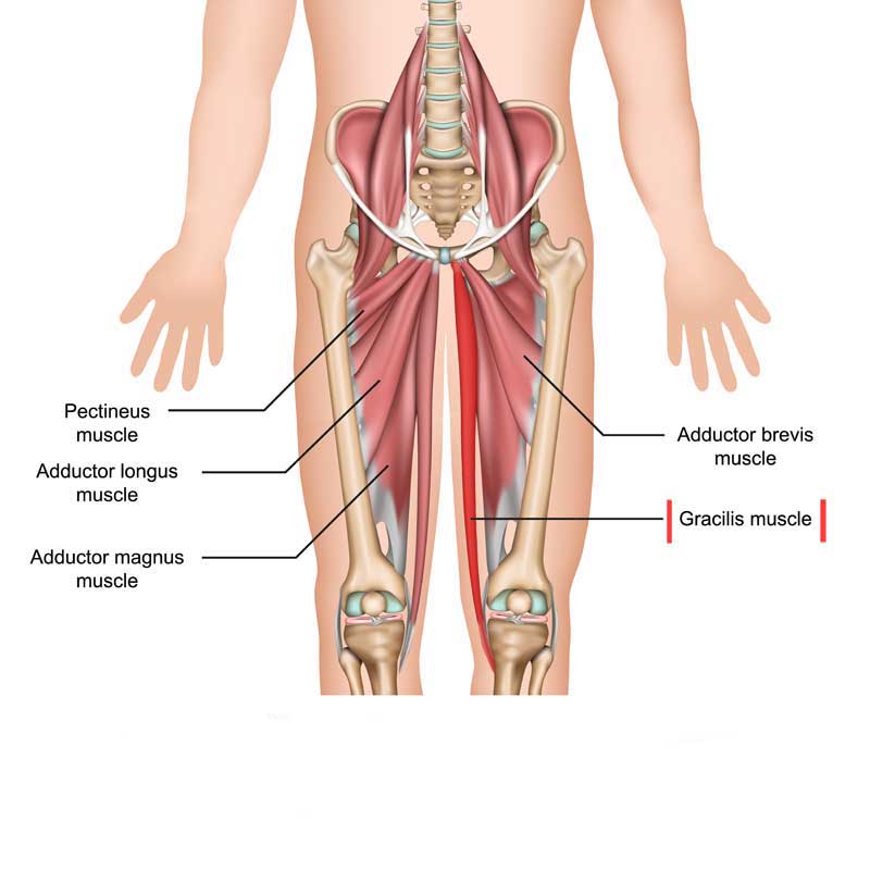 Gracilis Muscle Origin Insertion Actions And Innervation The Gracilis Muscle Origin Insertion Actions And Innervation The