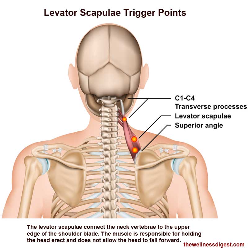 Levator Scapulae Muscle Neck Shoulder Headache Pain The Wellness Levator Scapulae Muscle Neck Shoulder Headache Pain The Wellness