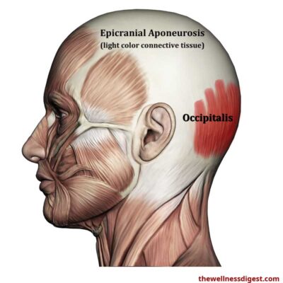 Occipitalis Anatomy: Origin, Insertion, Action, Innervation – The ...