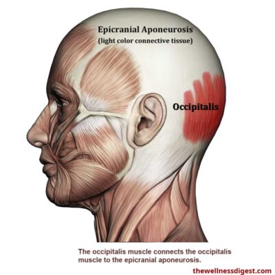 Occipitalis Muscle Pain - The Wellness Digest