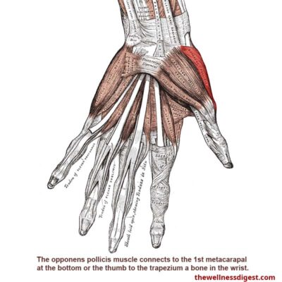 Opponens Pollicis Muscle: Thumb Pad, Thumb, Wrist Pain - The Wellness ...