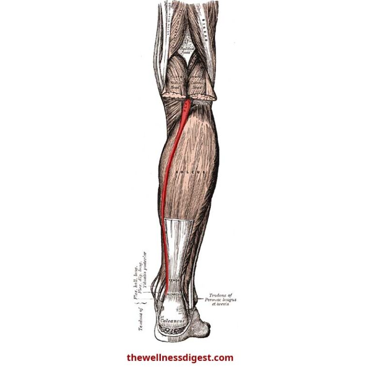 Plantaris Muscle Anatomy: Origin, Insertion, Action, Innervation - The ...