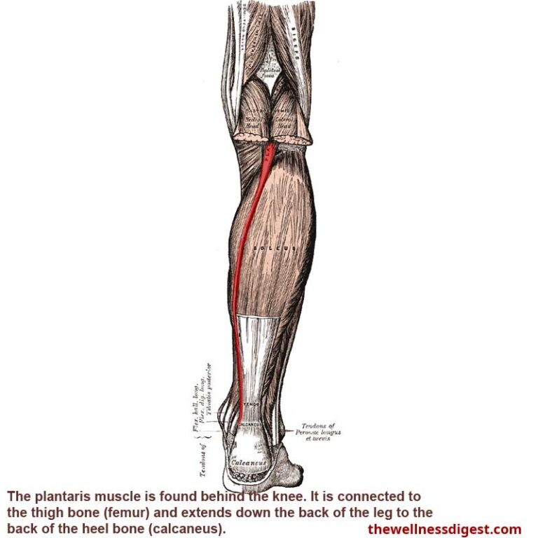Plantaris Muscle: Pain Behind The Knee - The Wellness Digest