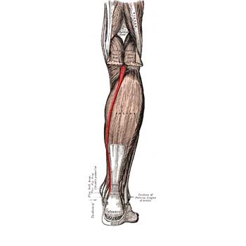 Plantaris Muscle Anatomy: Origin, Insertion, Action, Innervation - The ...