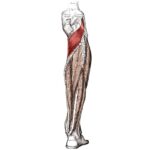 Popliteus Muscle Origin, Insertion, Action and Innervation - The ...