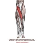 Pronator Teres Muscle: Forearm, Wrist, Thumb Pain - The Wellness Digest