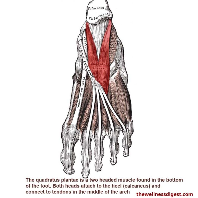 Quadratus Plantae Muscle: Heel Pain - The Wellness Digest