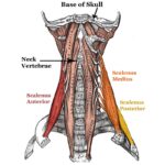 Scalenes Anatomy: Origins, Insertions, Actions, Innervations - The ...