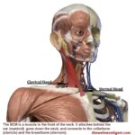 Sternocleidomastoid Muscles: Affects Head, Eyes, Sinus, Ears, Throat ...