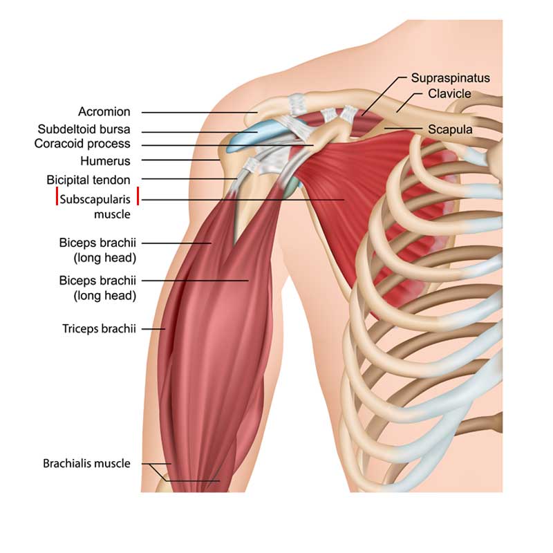 Subscapularis Muscle Frozen Shoulder Pain Rotator Cuff The Wellness Subscapularis Muscle Frozen Shoulder Pain Rotator Cuff The Wellness