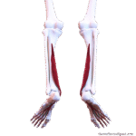Flexor Digitorum Longus Muscle Anatomy: Origin, Insertion, Action - The ...