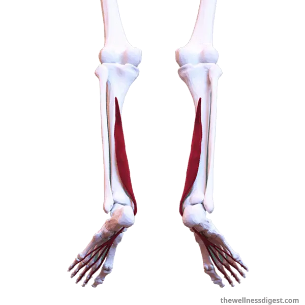 Flexor Digitorum Longus Muscle Extensor Digitorum Longus Muscle