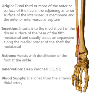 Peroneus Tertius: Ankle and Heel Pain – The Wellness Digest