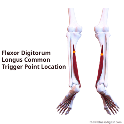 Flexor Digitorum Longus Muscle Pain - The Wellness Digest