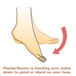 Plantaris Muscle: Back Of The Knee Pain - The Wellness Digest