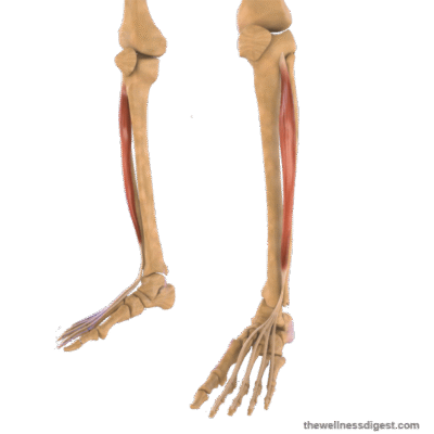 Extensor Digitorum Longus Muscle Anatomy: Origin, Insertion, Action ...