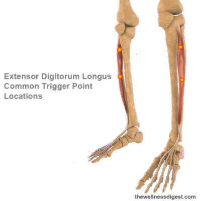 Extensor Digitorum Longus Muscle: Toe and Foot Pain - The Wellness Digest