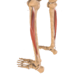 Peroneus Longus Origin, Insertion, Action - The Wellness Digest